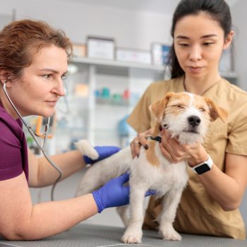 Post-Baccalaureate Pre-Veterinary Studies – Academics